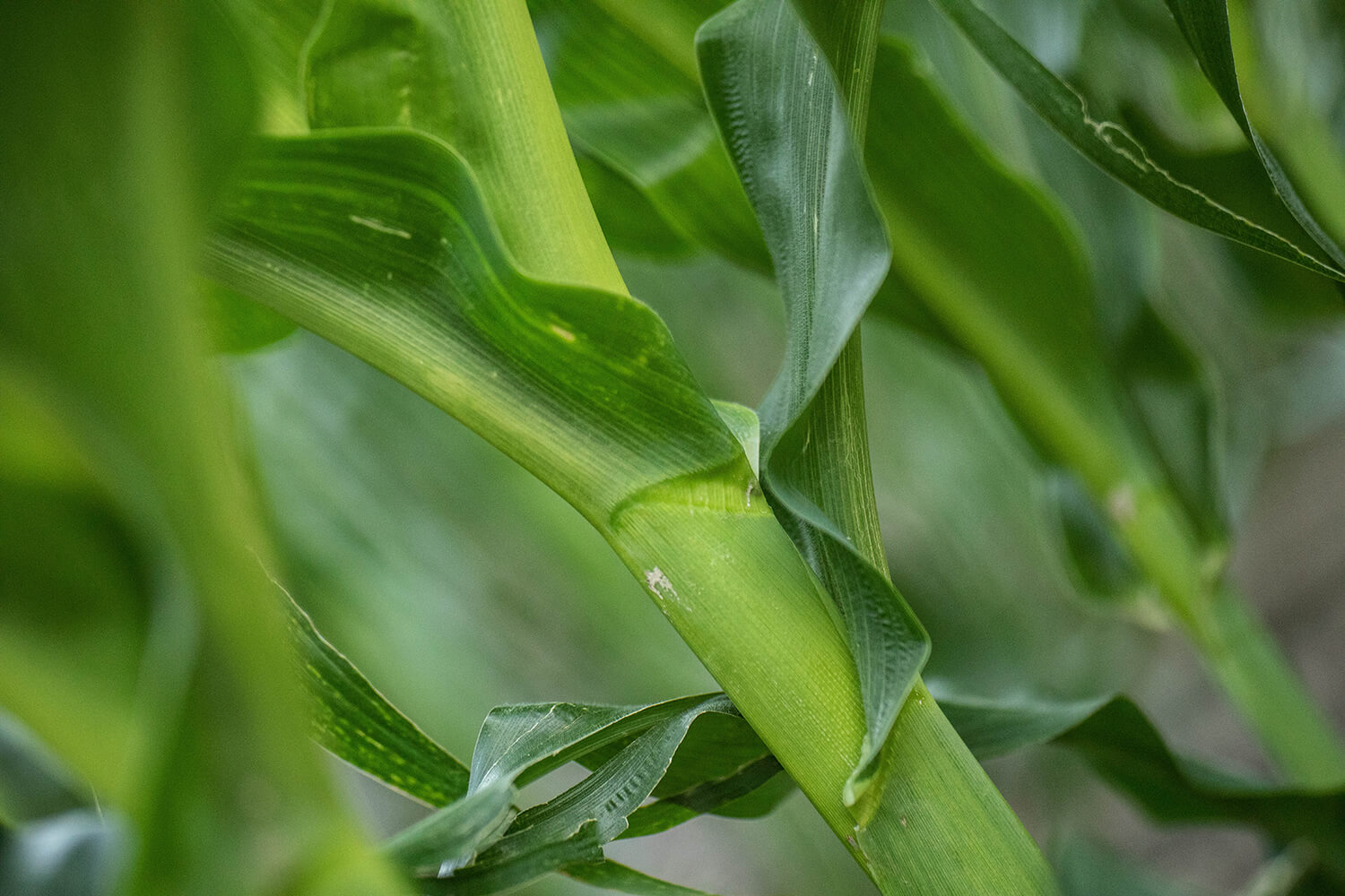Plant Analysis - Ward Laboratories Inc.