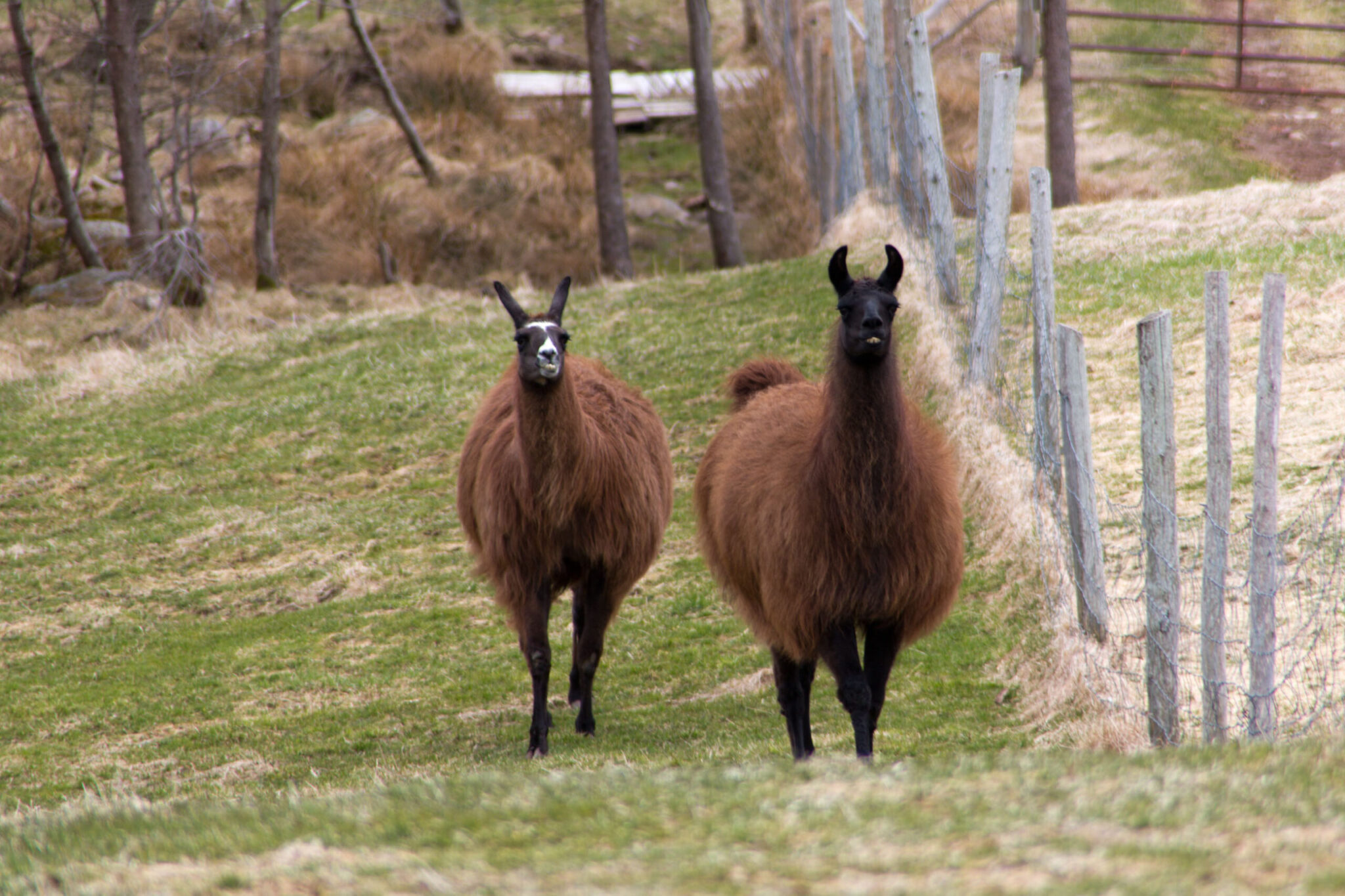 How fast is too fast? [Balancing lab speed and quality] - Ward ...